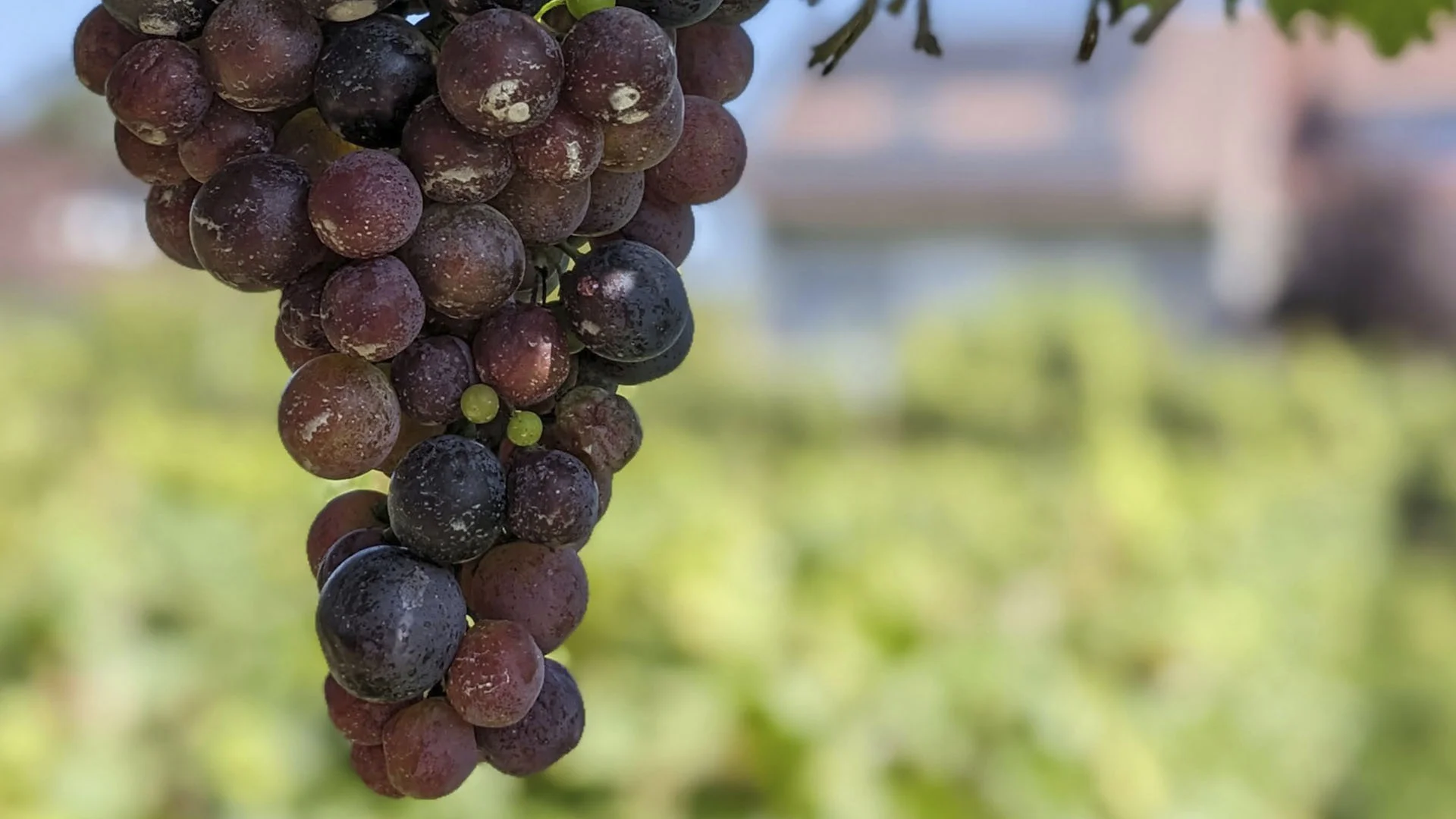 Nebbiolo: In-Depth Grape Varietal Profile Nebbiolo: In-Depth Grape Varietal Profile